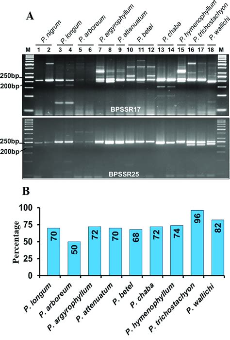 Cross Species Transferability Of Ssr From P Nigrum In Other Species Of