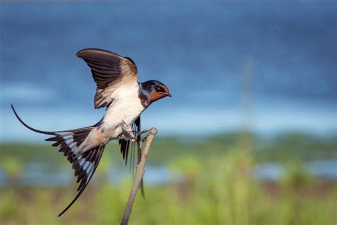 11 Swallow Bird Spiritual Meanings And Symbolism
