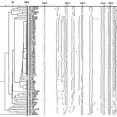 Dendrogram Depicting Genetic Distances And Overall Relatedness Of 6b
