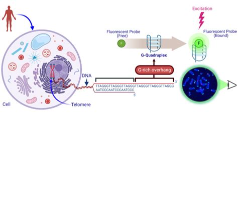 Review Of Fluorescent Probes For Detecting G Eurekalert
