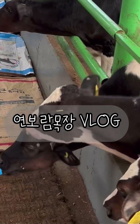 연보란목장 체험하기송아지 우유주기염소랑 소 먹이주기알파카 먹이주기피자 만들기소 우유짜기 체험 등등 Youtube
