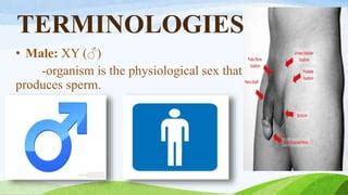 Gender Sexuality SEX Pptx