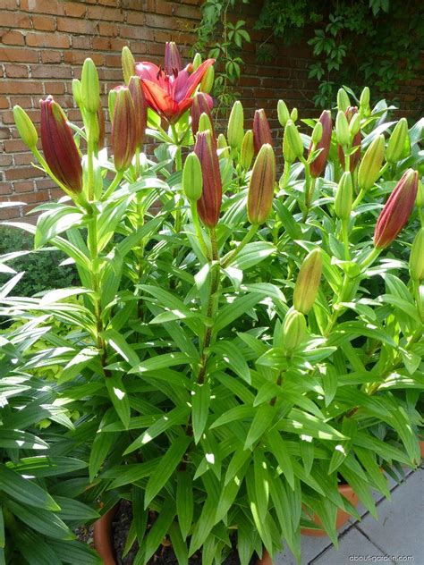 Photo Lily Original Love About