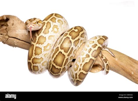 Albino Python