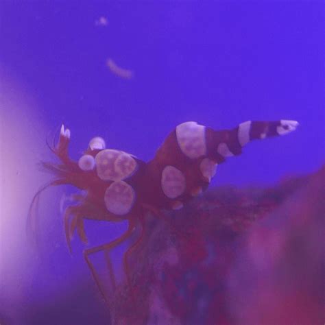 Sexy Shrimp Koral King