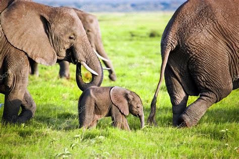 Familia de elefantes en Savanna Safari en Amboseli Kenia África
