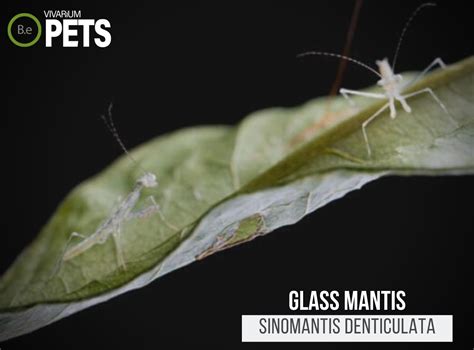 Sinomantis Denticulata Ultimate Glass Mantis Care Guide