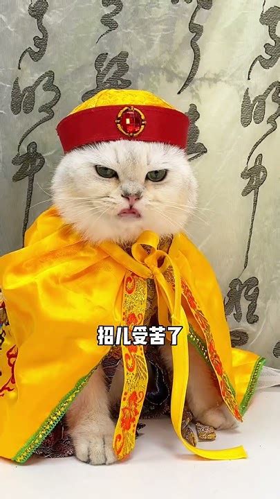 风流四郎与俏尼姑。 甄嬛传 后宫猫 萌宠出道计划 喜茶 喜茶甄嬛传 Youtube