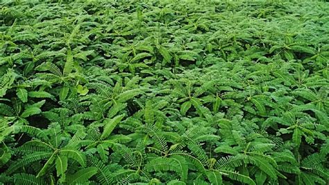 Cultivation इस फसल की खेती करने पर बढ़ जाएगी खेत की उर्वरा शक्ति बस