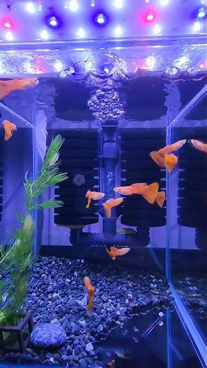 우리집 구피어항 소개 치어 폭번대박검은눈풀레드 Youtube