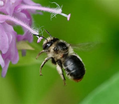 Anthophora Terminalis Bugguidenet