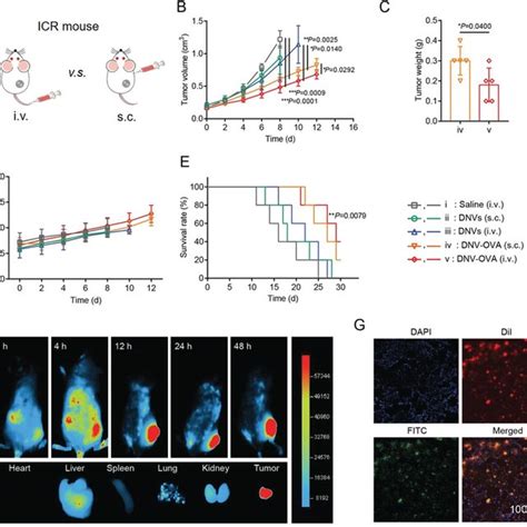 Xenogeneic Antigen‐guided Antitumor Efficacy In Heterotopically