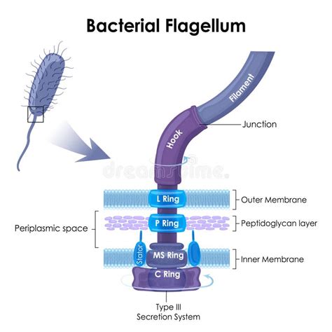 Single Cell Bacteria Diagram Stock Illustrations 77 Single Cell
