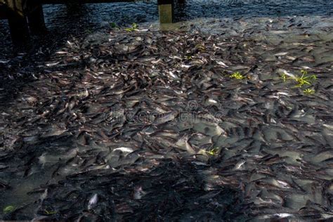 Pangasius And Freshwater Species In Asia Are Popular For Food Exports Fish Raised In A Closed