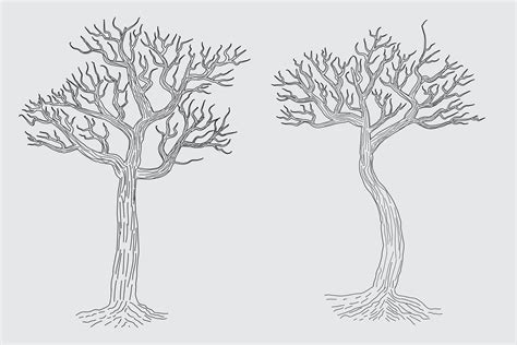 Hand Drawn Winter Bare Tree Sketch Vector Bare Trees Leafless Dead Old
