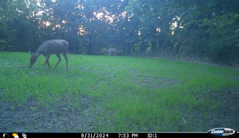 Buck Forage Oats Food Plot Seeds Seed World