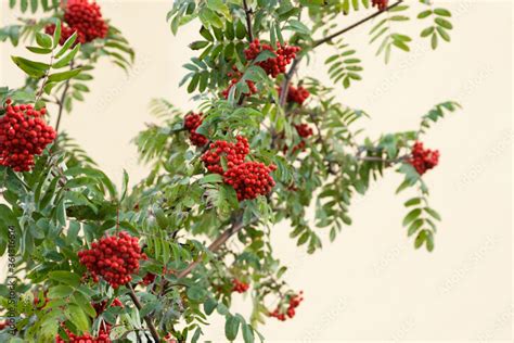 Rowan. Stock Photo | Adobe Stock