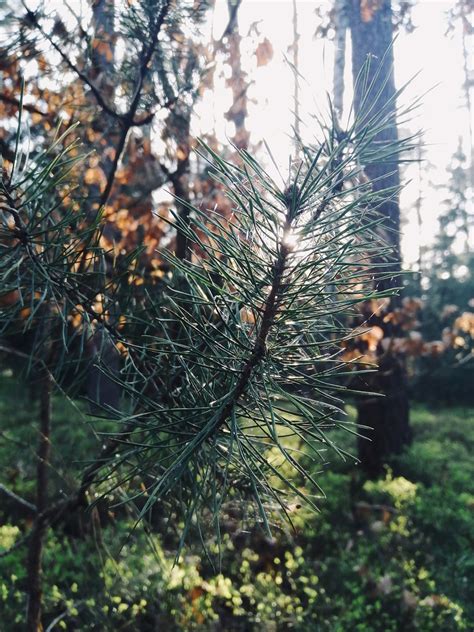 自然 植物 光 Pixabay上的免费照片 Pixabay