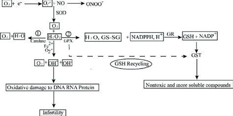 Schematic Representation Of Ros Generation And Critical Enzymatic