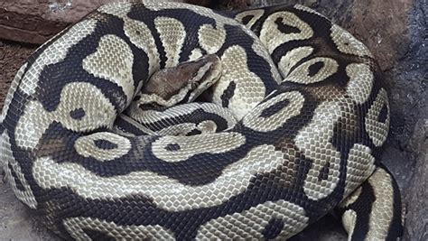 5 Cross Linked Python Royalty Free Photos And Stock Images Shutterstock