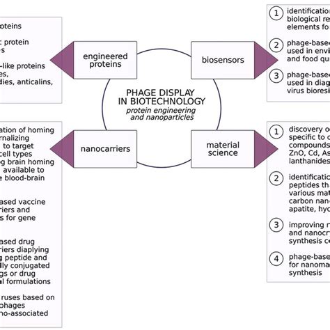 Examples Of Phage Display Applications In Biotechnology Download