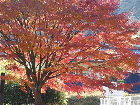 箱田山神社の紅葉 岡山県笠岡市吉田 2022 11 16