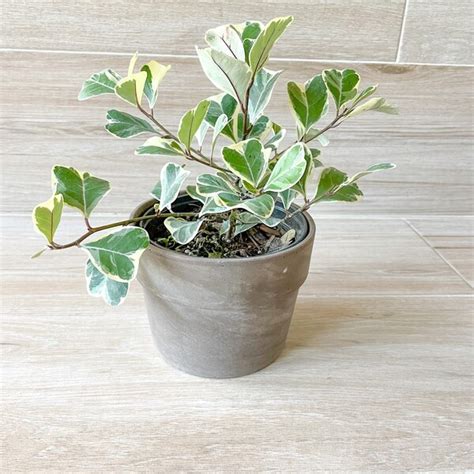 Ficus Triangularis Variegated Etsy