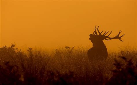エルク動物写真のhdのテーマの壁紙アルバムリスト ページ1