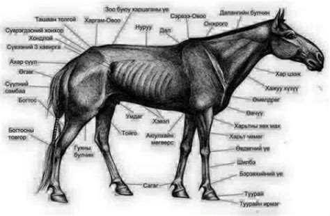 🐴 Адууны тухай 14 баримт Төв аймгийн Адуучдын холбоо Facebook