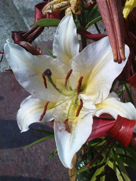 Lilium Auratum By Agnessangel On Deviantart
