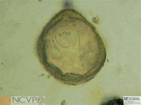 Anoplocephala Perfoliata Egg
