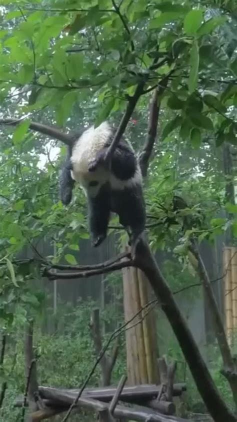 Panda Mood Album On Imgur