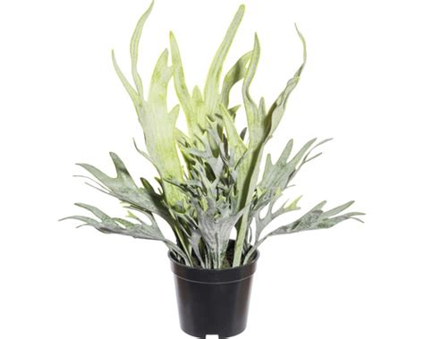 Plantă Artificială Feriga Platycerium Mix în Ghiveci H Hornbach