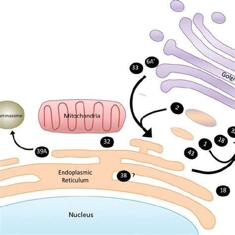 Pdf Rab Proteins Of The Endoplasmic Reticulum Functions And Interactors