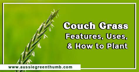 Couch Grass Features Uses And How To Plant Agt