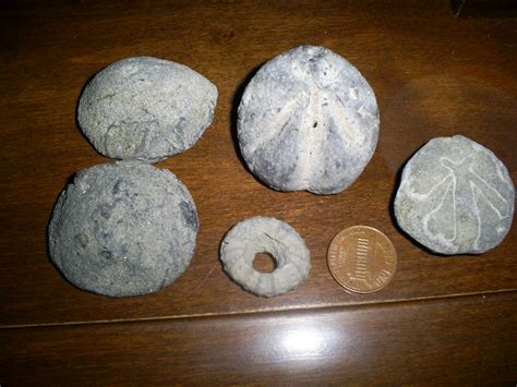 Echinoids Member Collections The Fossil Forum