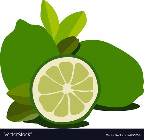 Lime Fruit Royalty Free Vector Image Vectorstock