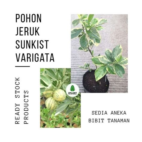 Jual Bibit Pohon Jeruk Sunkist Varigata Tanaman Buah Sunkis Variegata