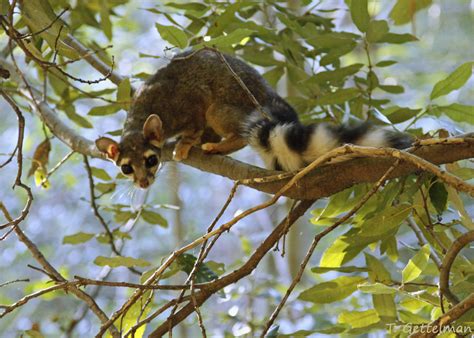 Ringtail Mammals Of Arkansas · Inaturalist