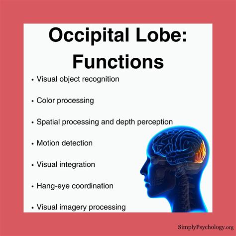 Occipital Lobe Function Location And Structure