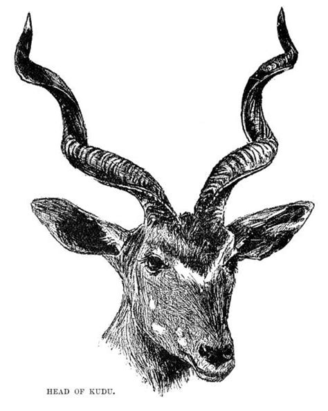 8 500 Koedoe Stockfotos Afbeeldingen En Royalty Free Beelden Istock