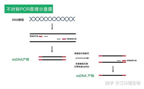 学会这四种pcr，离pcr大神更近一步！ 知乎