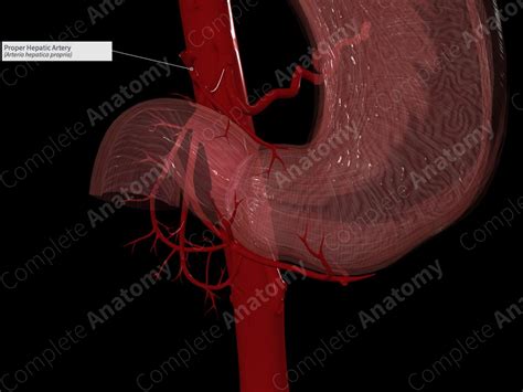 Proper Hepatic Artery Complete Anatomy