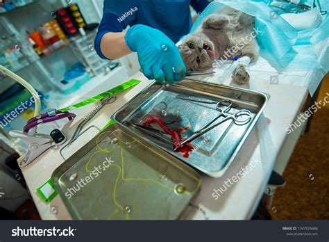 Process Castration Cat Animal On Operating Stock Photo 1347876686 | Shutterstock