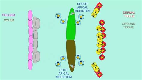 Tracheids In Ferns