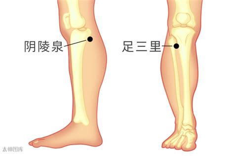 足三里穴和阴陵泉穴 医学插画
