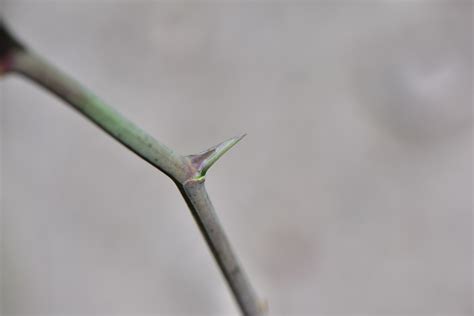 How To Plant And Grow China Root Smilax China