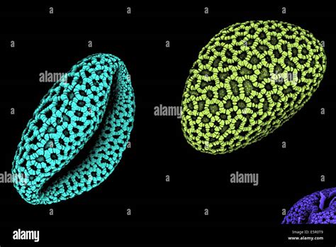 Scanning Electron Micrograph SEM Of A Pollen Of Lilaceae Stock Photo