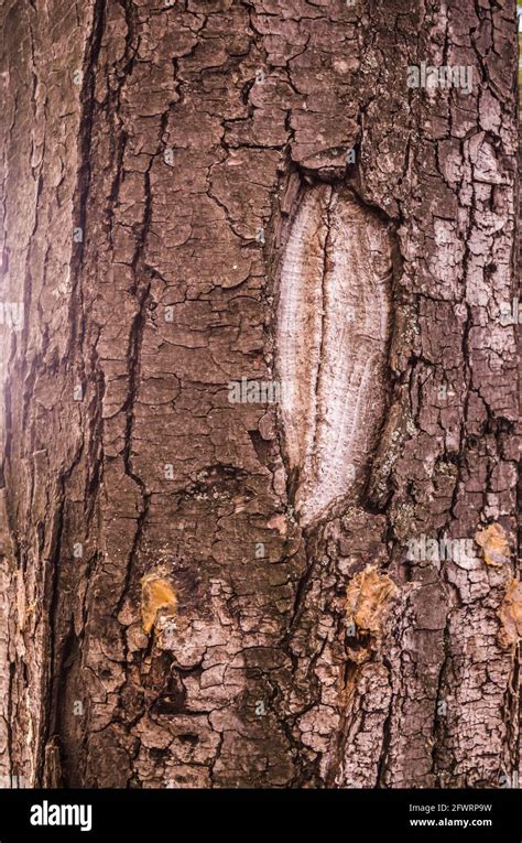 Yoni Texture Element On A Tree Trunk Bark Natural Photo Stock Photo Alamy