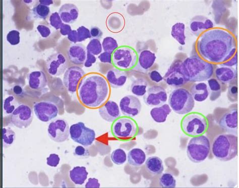 Circulating Cells Histology Quiz